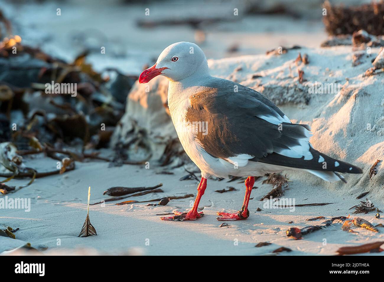 Dolphin Gull (Leucophaeus scoresbii) from Saunders Island, the Falkland ...