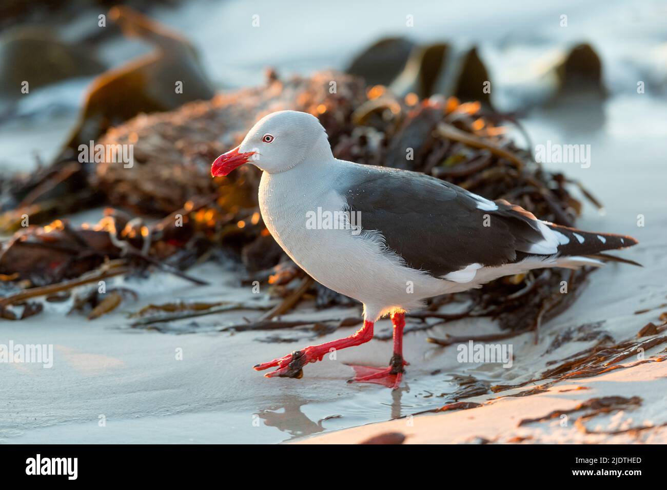 Dolphin Gull (Leucophaeus scoresbii) from Saunders Island, the Falkland ...