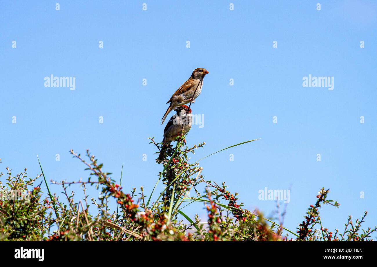 House sparrows hunting for food along the grassy sand dunes of Broughty ...