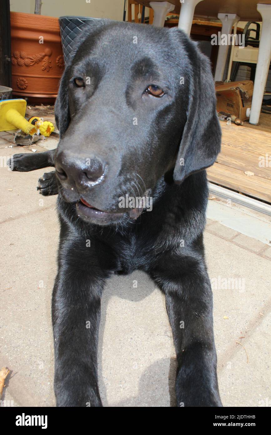 Photograph of a black Labrador Retriever. Labrador puppy in close-up ...