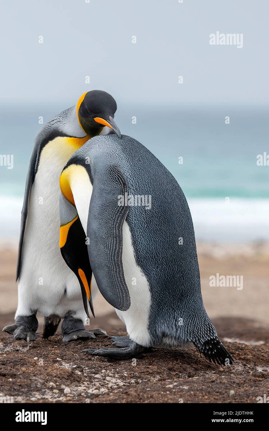 King penguins (Aptenodytes patagonicus patagonicus) from The Neck ...