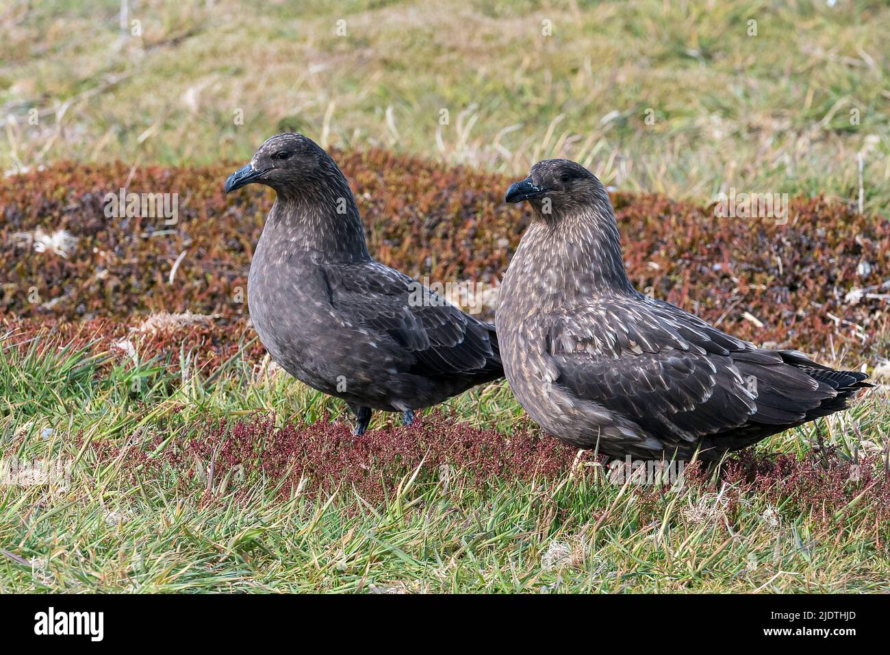 Pair of Brown Skua (Stercorarius antarcticus) from Sea Lion Island, the Falklands Stock Photo ...
