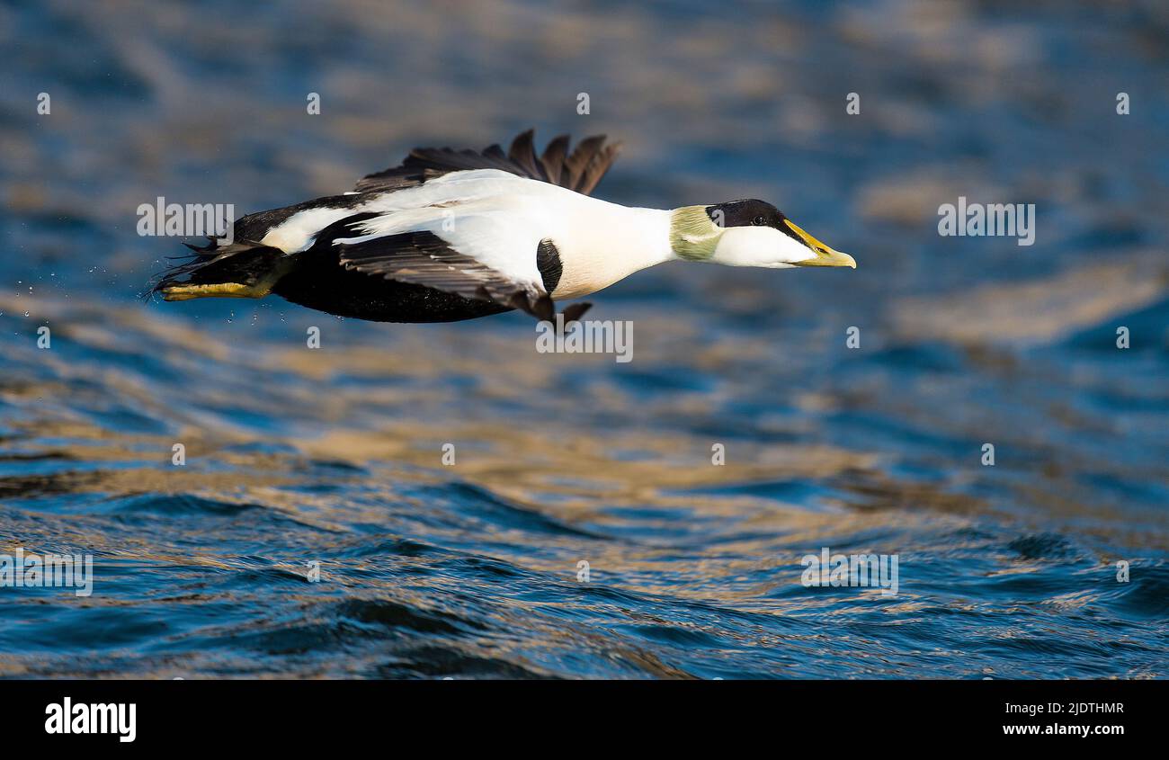 Common Eider (Somateria mollissima) from south-western Norway Stock Photo - Alamy