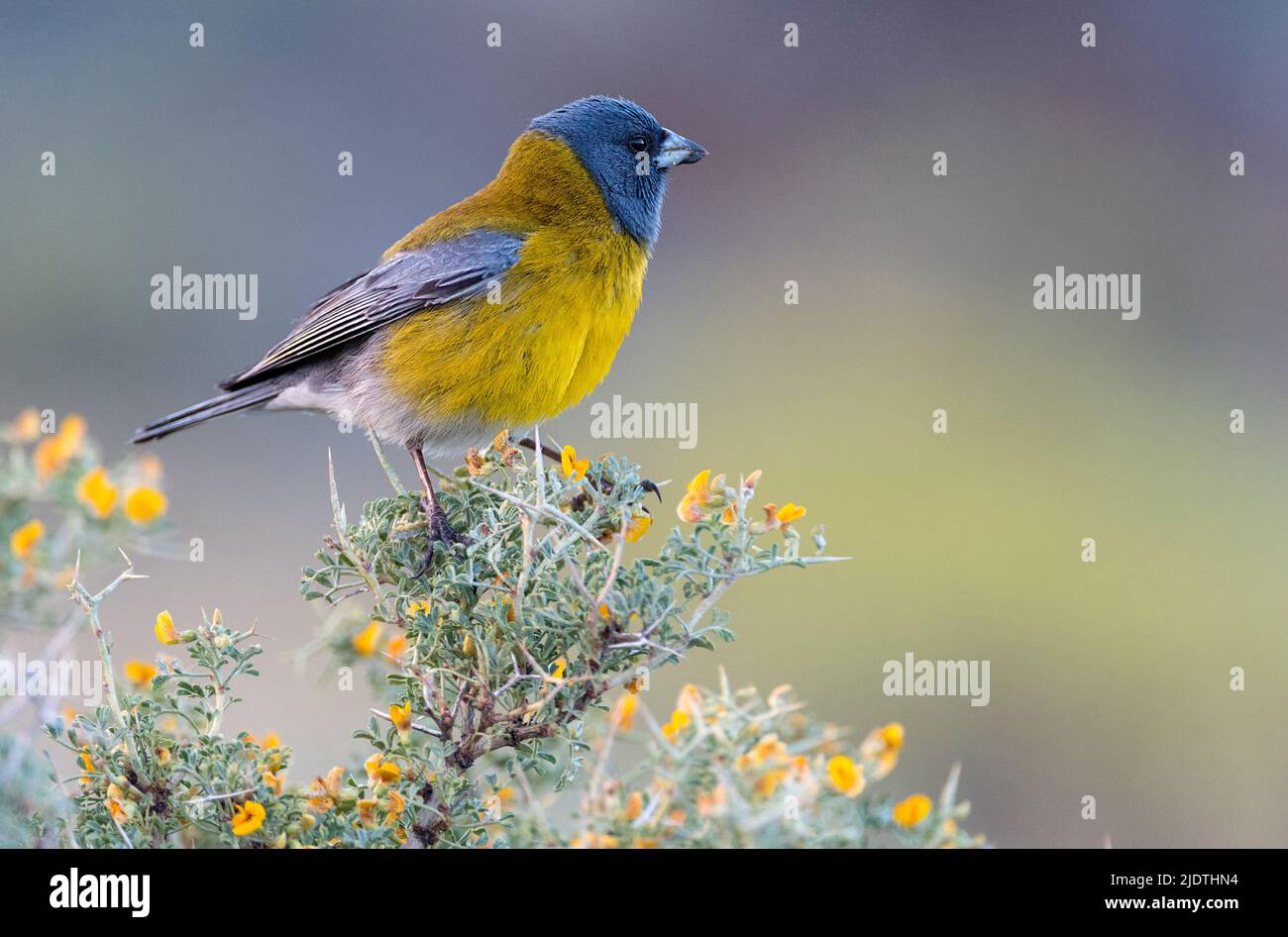 Grey-hooded Sierra Finch (Phrygilus gayi) from Torres del Paine ...
