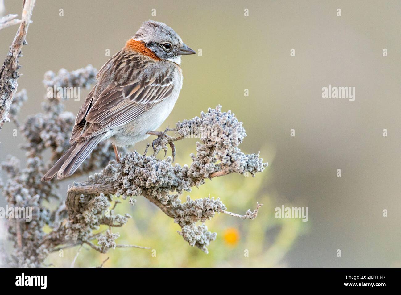 Rufous-collared sparrow (Zonotrichia capensis) from Torres del Paine ...