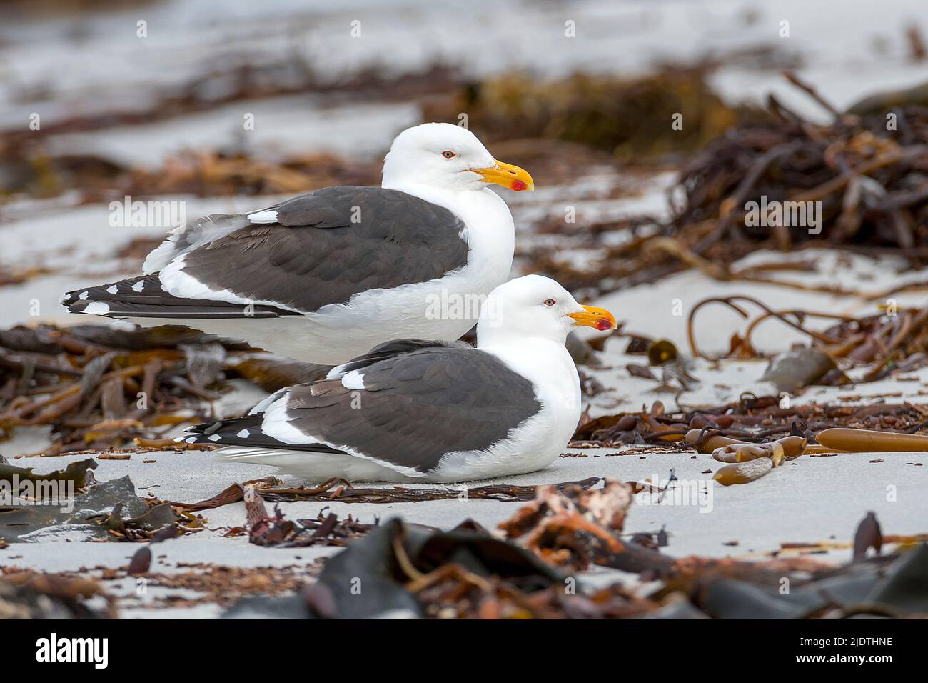 Pair of Kelp Gulls (Larus dominicanus dominicanus) on the beach of Sea ...