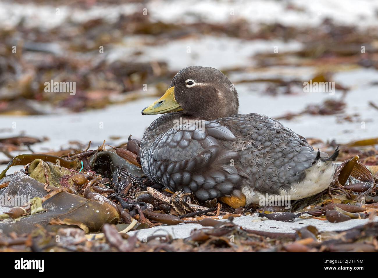 Female Falkland Streamer Duck (Tachyeres brachypterus) from Sea Lion ...