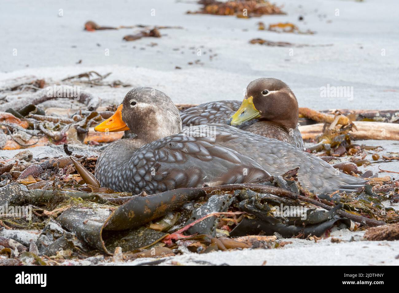 Male (front) and female Falkland Streamer Duck (Tachyeres brachypterus ...