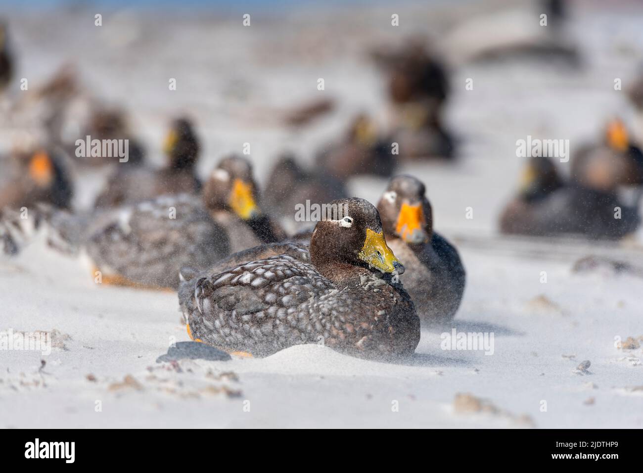 Falkland Streamer Ducks (Tachyeres brachypterus) in heavy wind at Sea ...