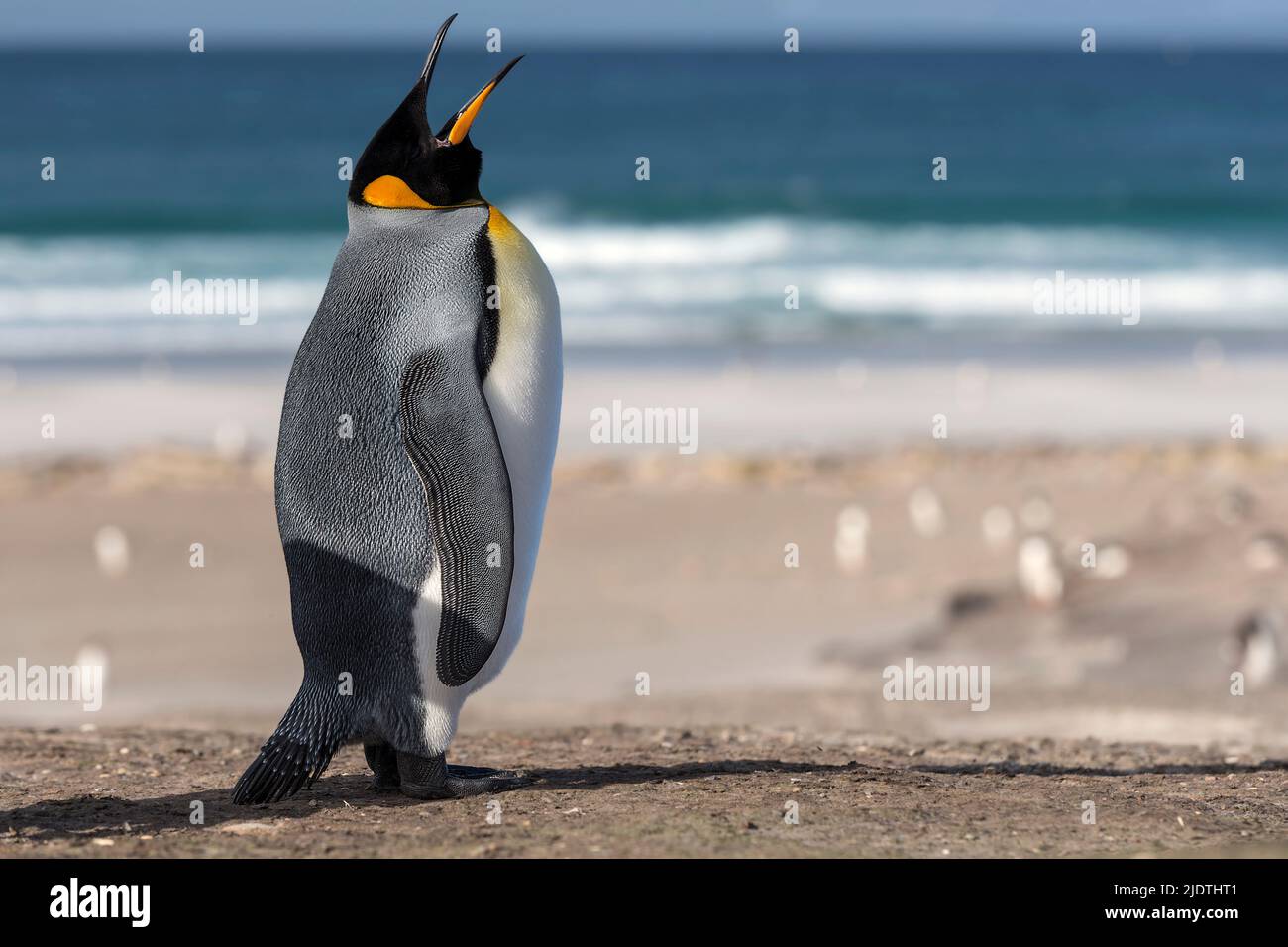 King penguin (Aptenodytes patagonicus patagonicus) from The Neck ...