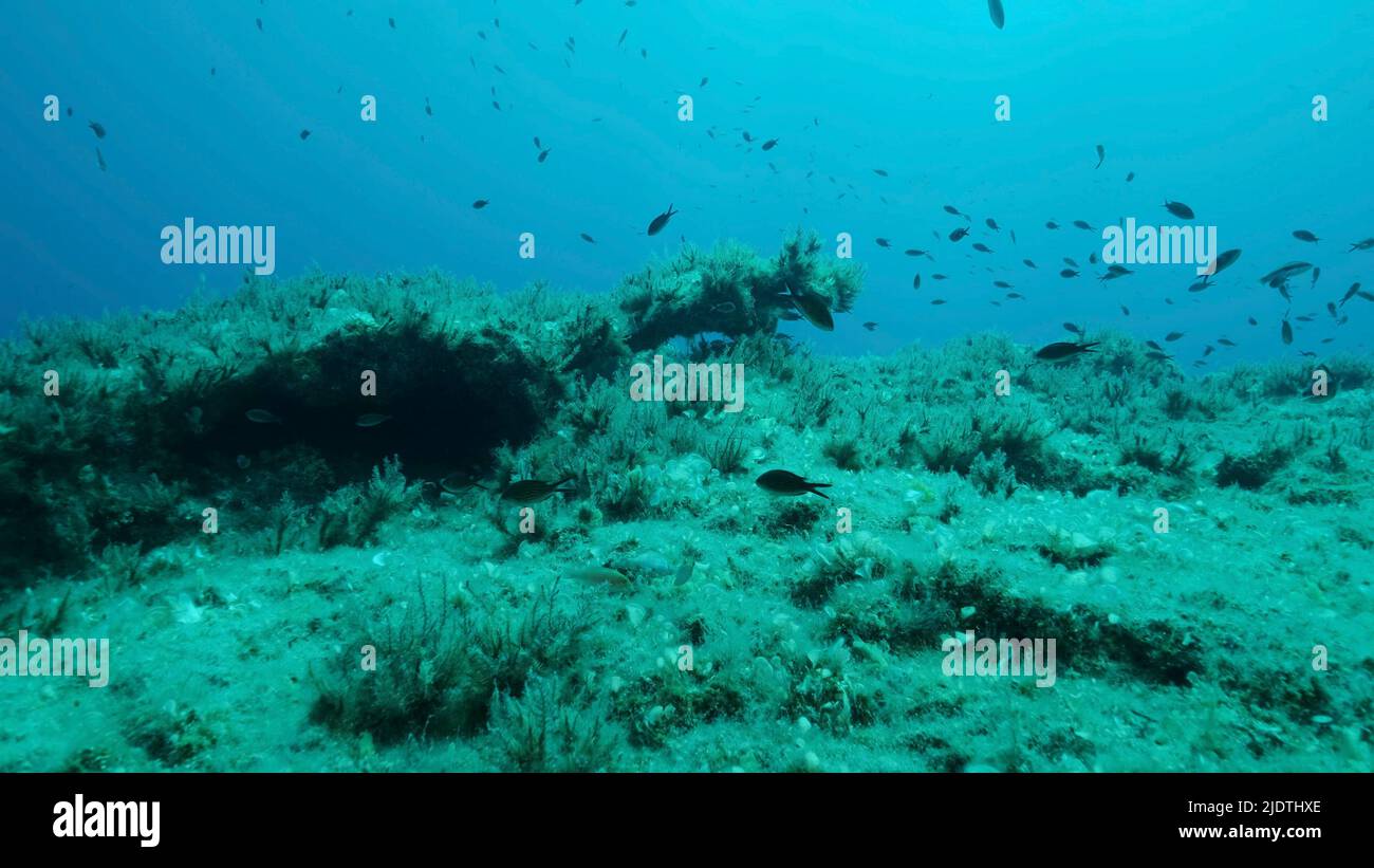 Rocky seabed covered with Brown Seaweed (Cystoseira). Mediterranean ...