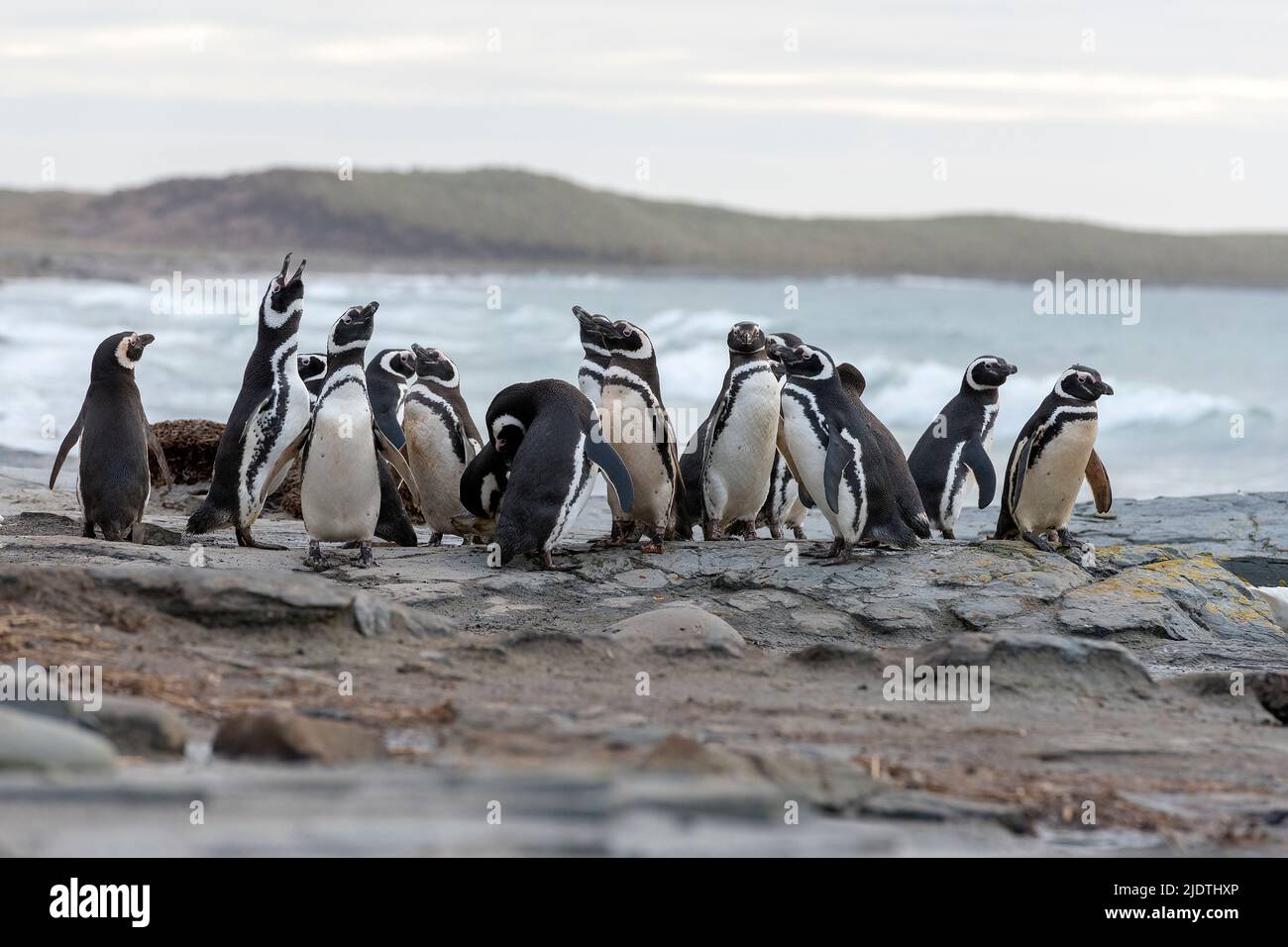 Group of magellanic penguins (Sphreniscus magellanicus) from Sea Lion ...