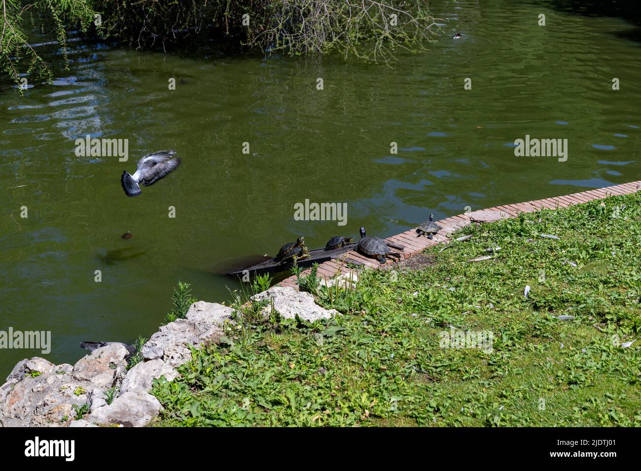 Turtles. Park. Turtles on a wooden ramp sunbathing in a park in Madrid ...