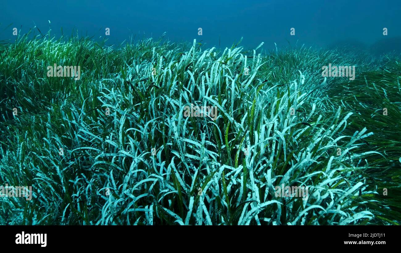 Dense thickets of green marine grass Posidonia, on blue water ...