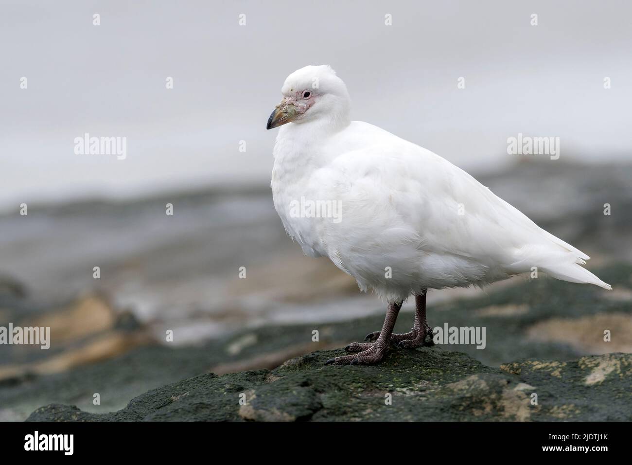 Snowy sheathbill (Chionis albus) from Saunders Island, the Falklands ...