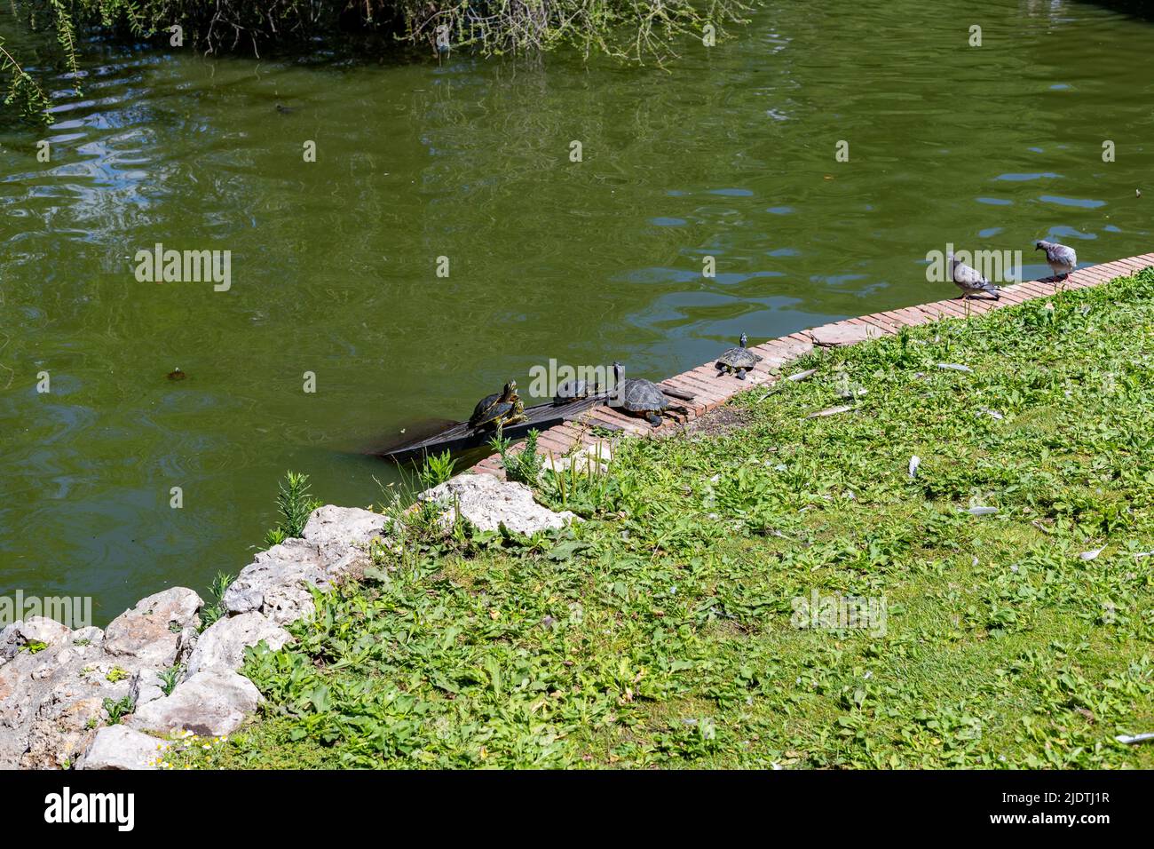 Turtles. Park. Turtles on a wooden ramp sunbathing in a park in Madrid ...