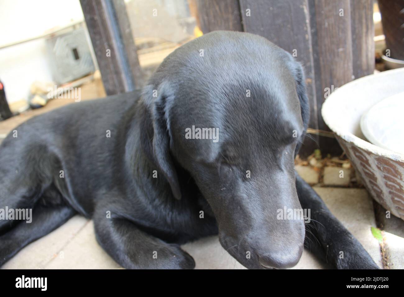 Photograph of a black Labrador Retriever. Labrador puppy in close-up ...