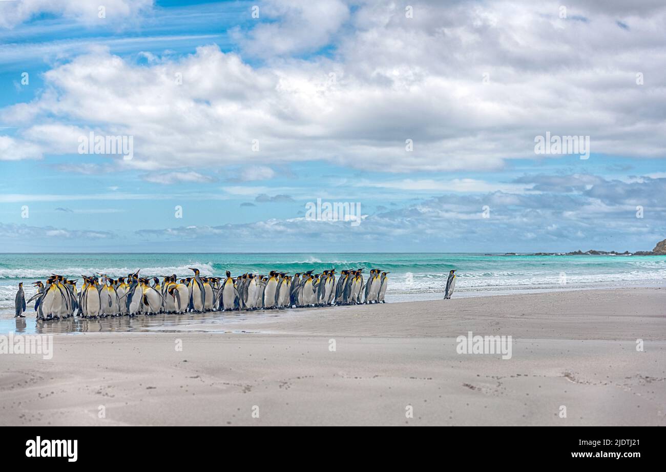 Flock of king penguins (Aptenodytes patagonicus patagonicus) on the ...