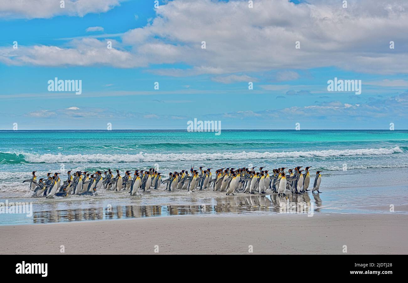 Flock of king penguins (Aptenodytes patagonicus patagonicus) on the ...