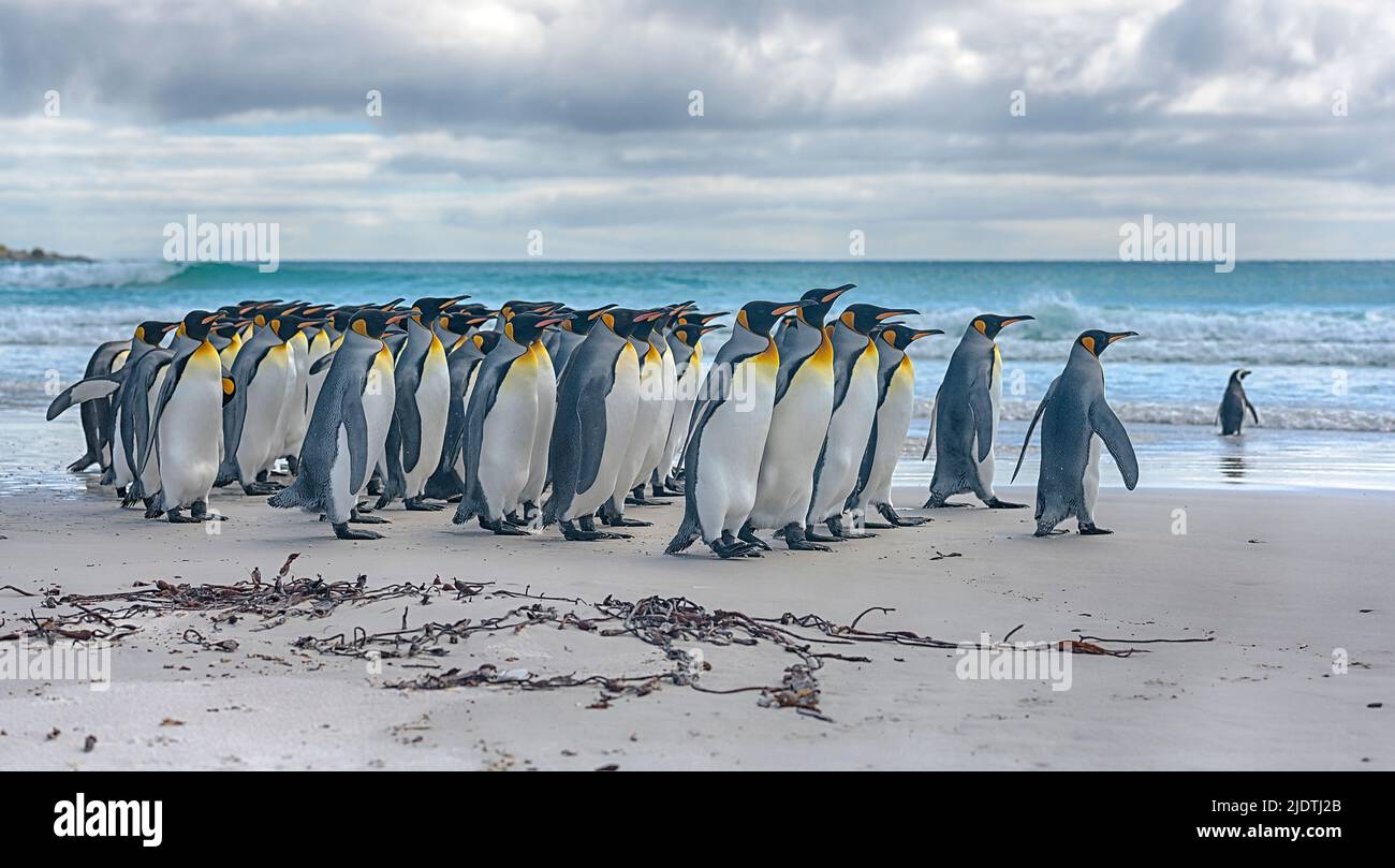 Flock of king penguins (Aptenodytes patagonicus patagonicus) on the ...
