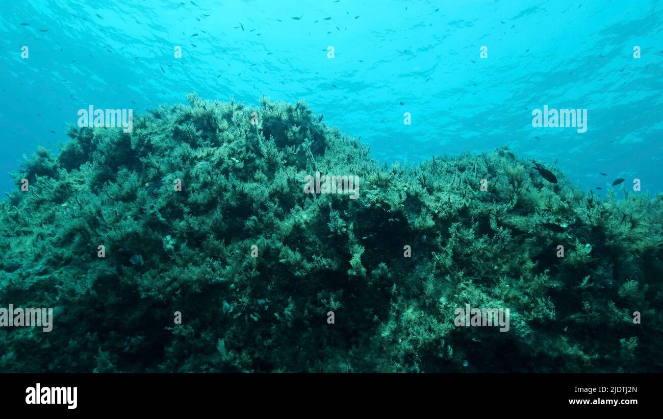 Rocky seabed covered with Brown Seaweed (Cystoseira). Mediterranean ...