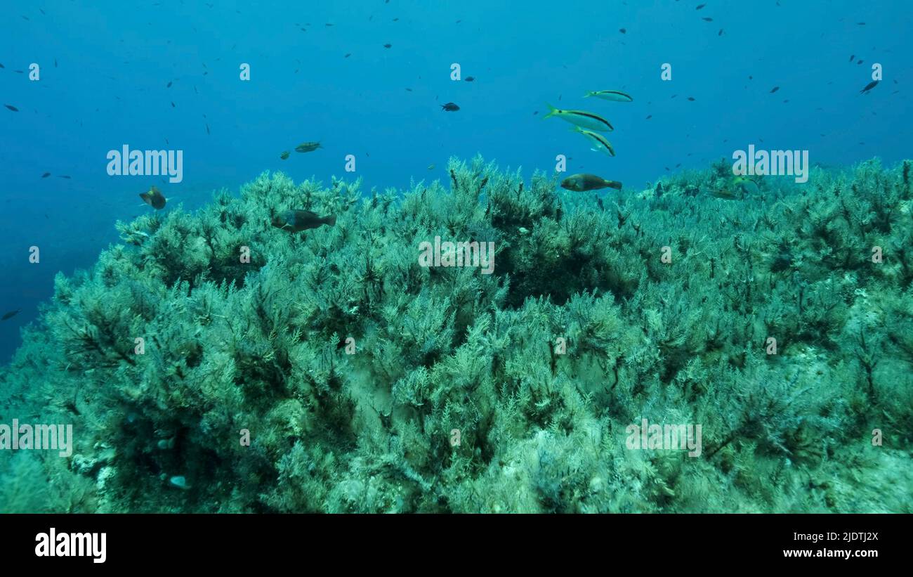 Rocky seabed covered with Brown Seaweed (Cystoseira). Mediterranean ...