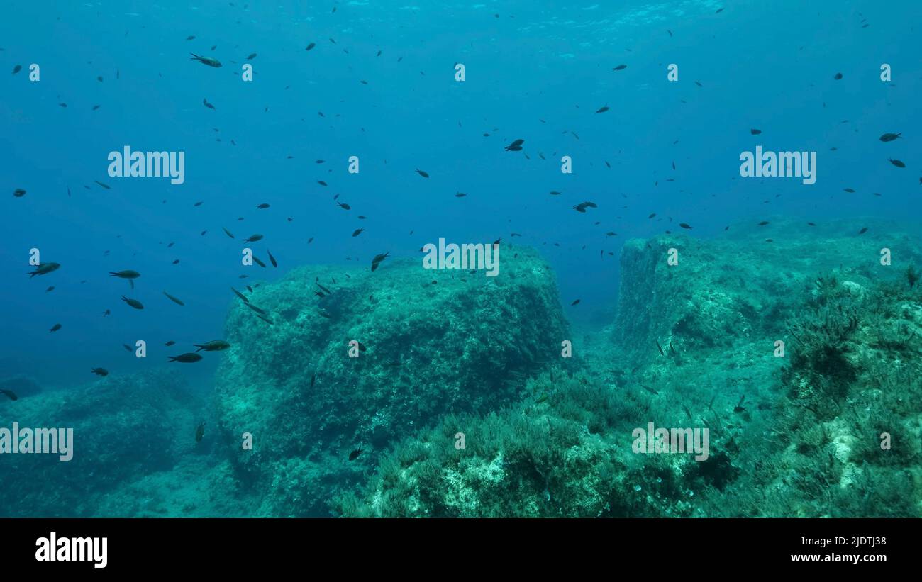 Rocky seabed covered with Brown Seaweed (Cystoseira). Mediterranean ...