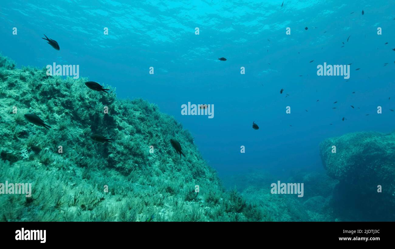 Rocky seabed covered with Brown Seaweed (Cystoseira). Mediterranean ...