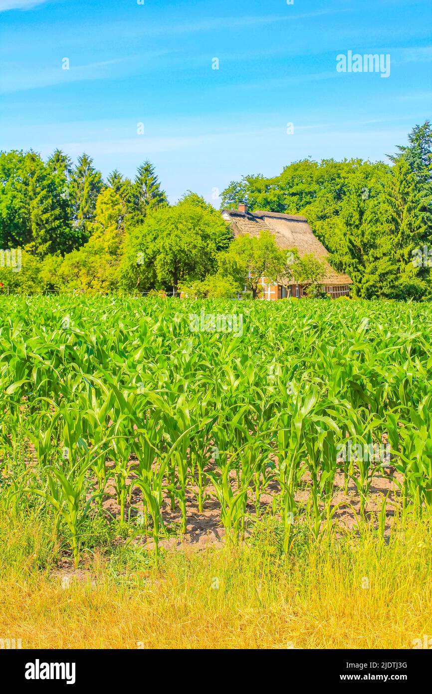North German farm house hut cabin between nature in agricultural field ...