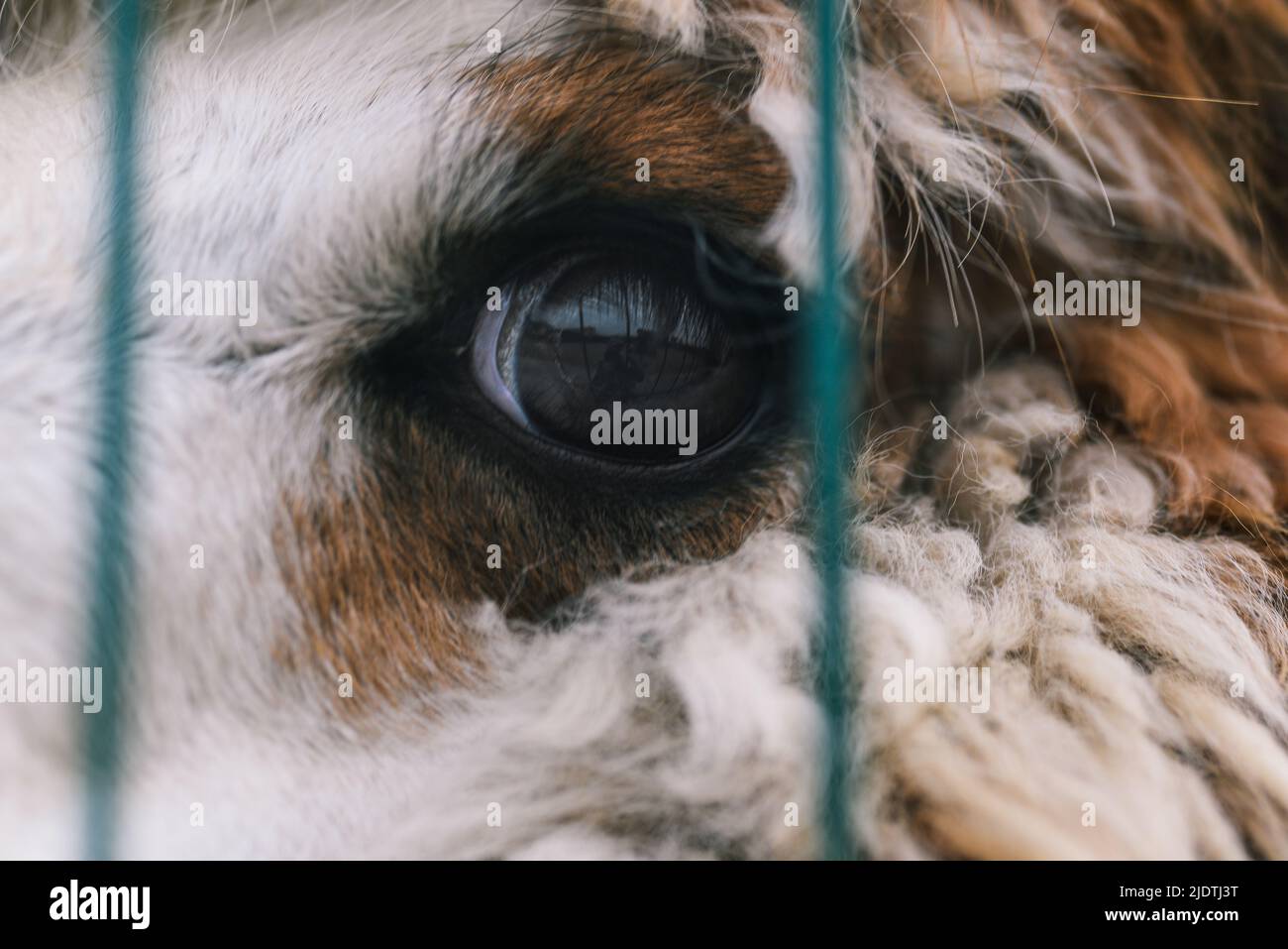 Alpaca eye close up. Wild animal in a zoo cage. Animal welfare concept ...