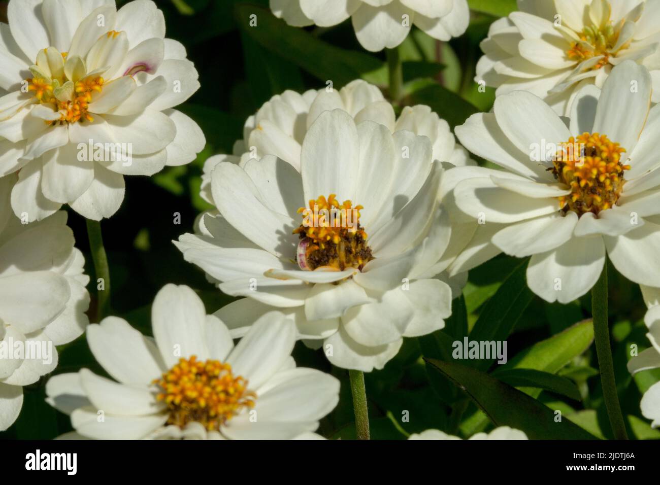 White Zinnia "Profusion Double White" White zinnias Early summer June ...