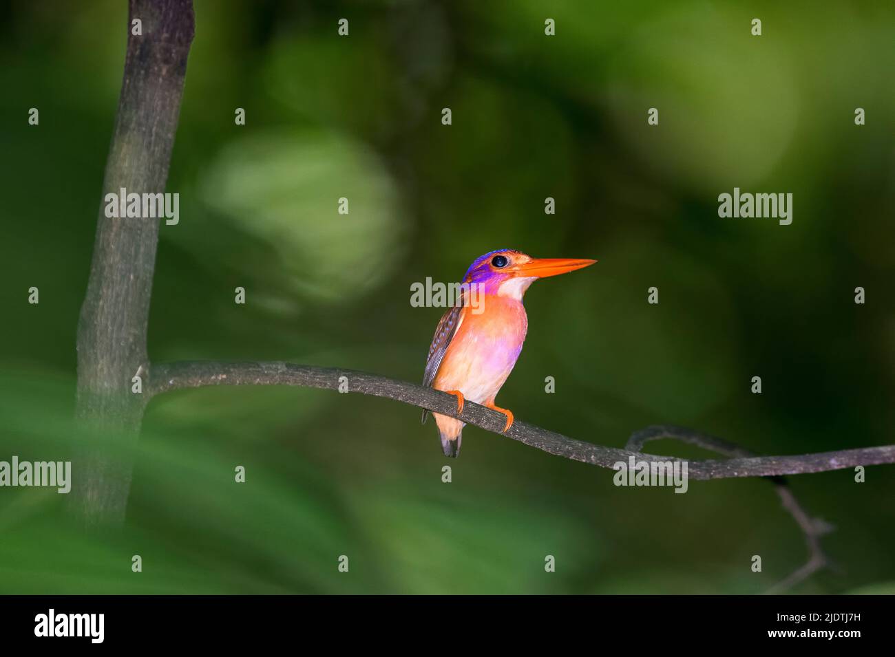 Celebes dwarf kingfisher hi-res stock photography and images - Alamy