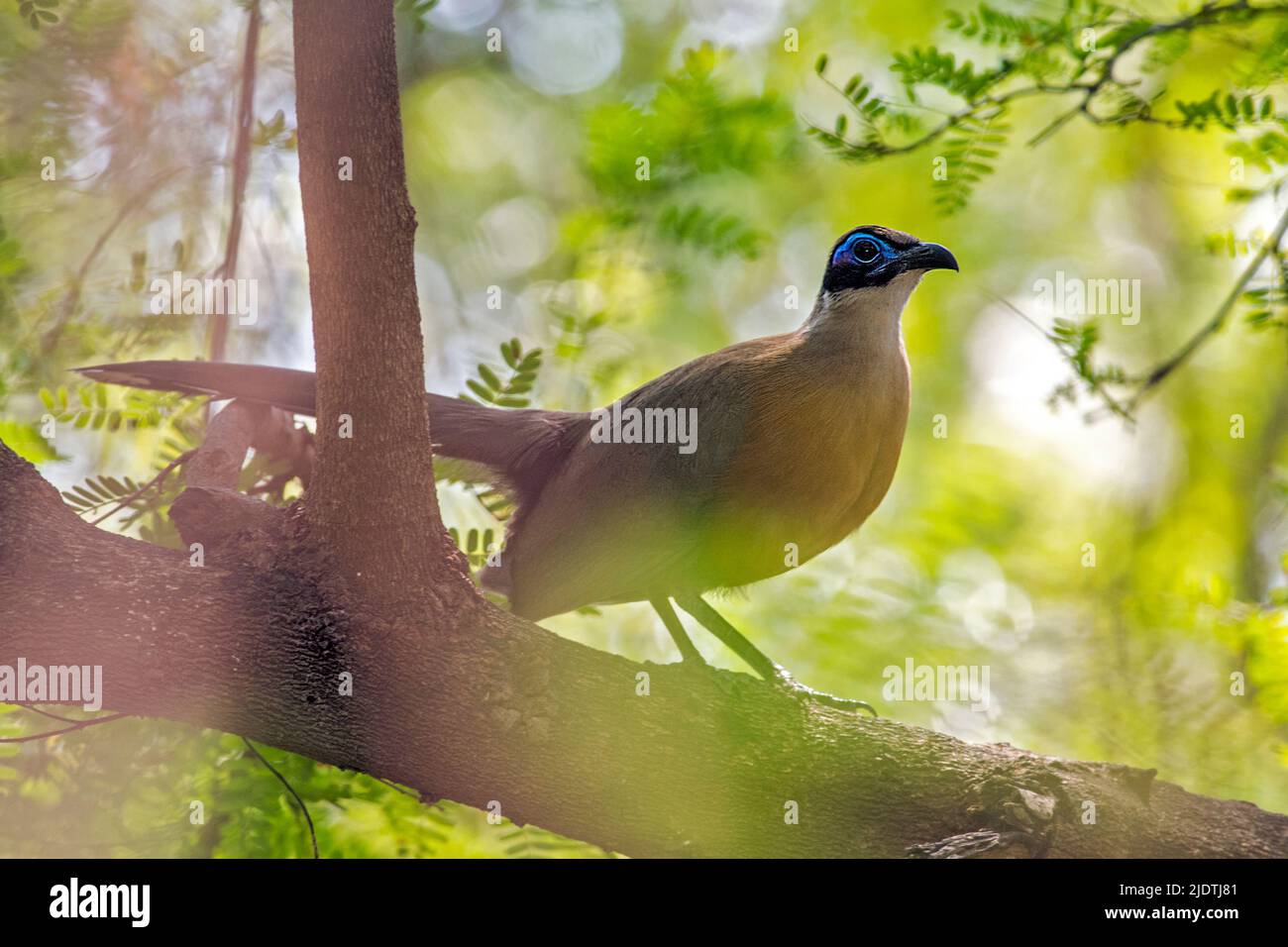 Giant coua (Coua gigas) from Berenty Reserve, southern Madagascar Stock ...
