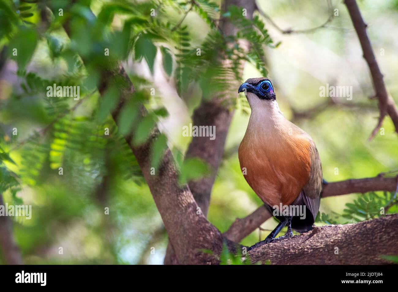 Kjempekoa hi-res stock photography and images - Alamy