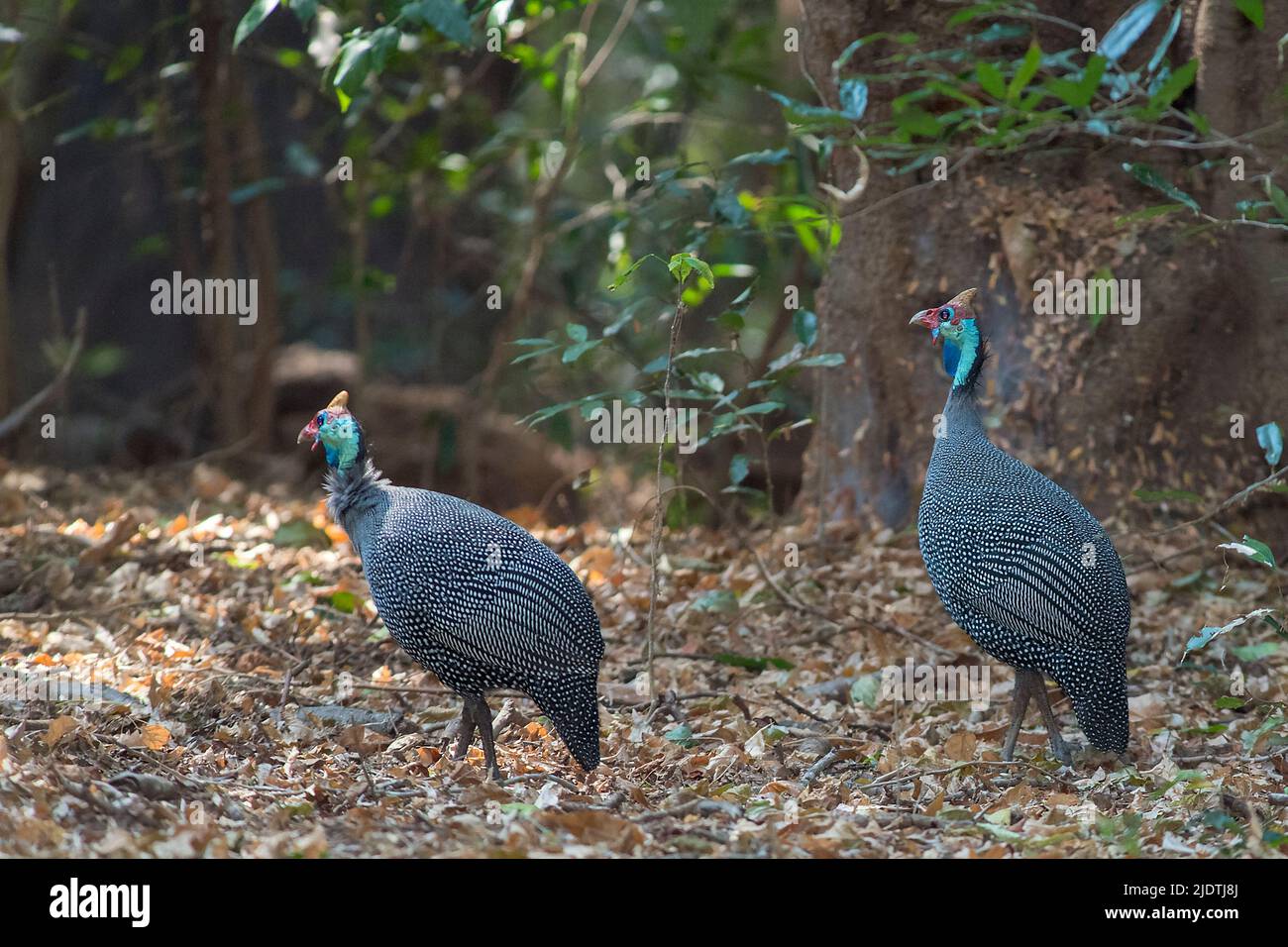 Helmeted guineafowl (Numida meleagris) from Berenty, southern ...