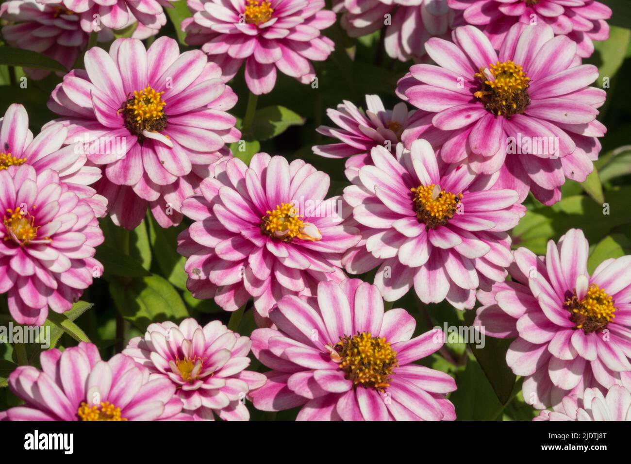 Beauty Annual Plants for Bedding Zinnia profusion "Zahara Double ...
