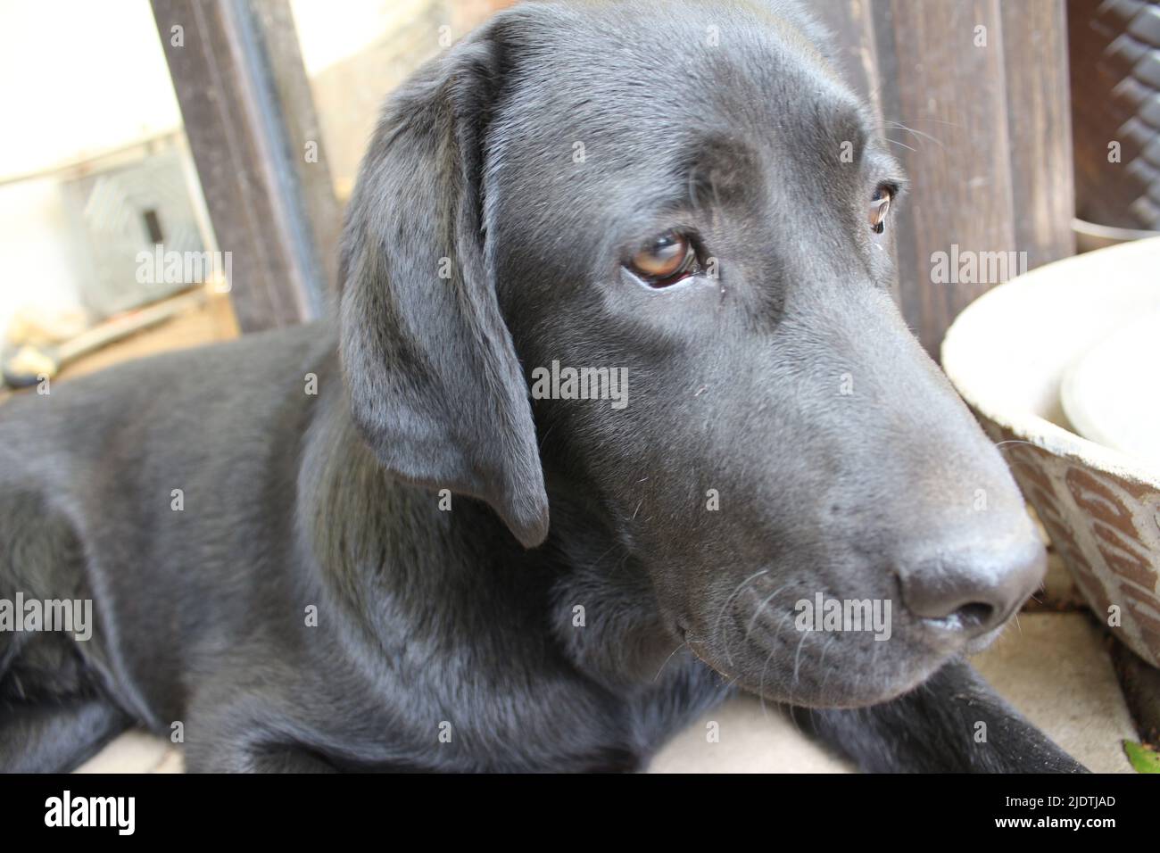 Photograph of a black Labrador Retriever. Labrador puppy in close-up ...