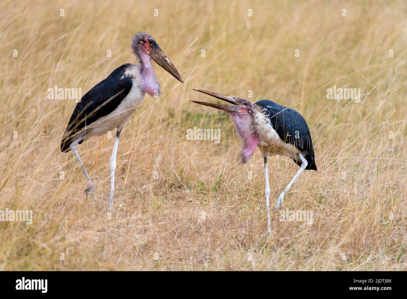 Marabou storks (Leptoptilos crumeniferus) from Maasai Mara, Kenya Stock ...
