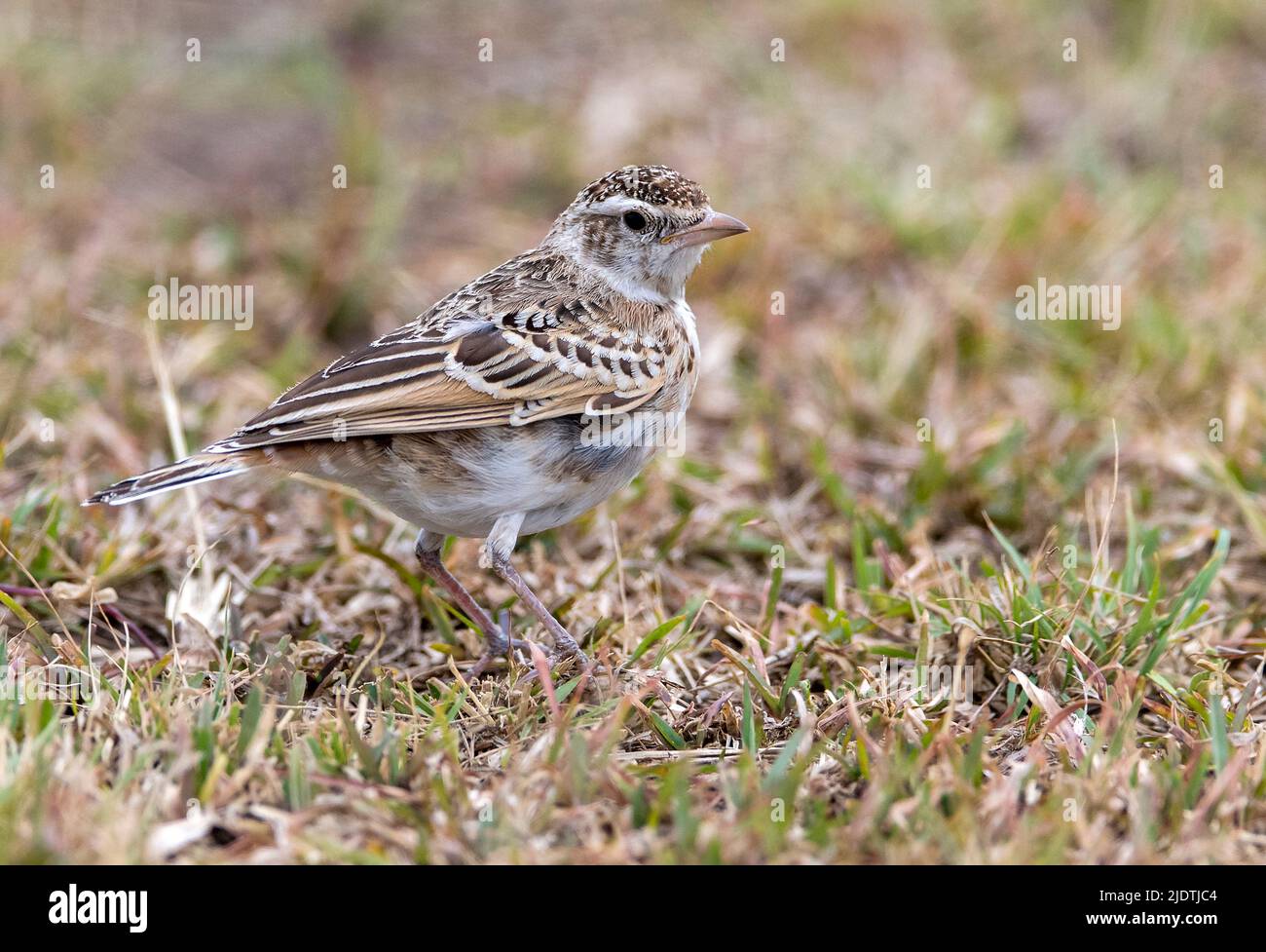 Flagrelerke hi-res stock photography and images - Alamy