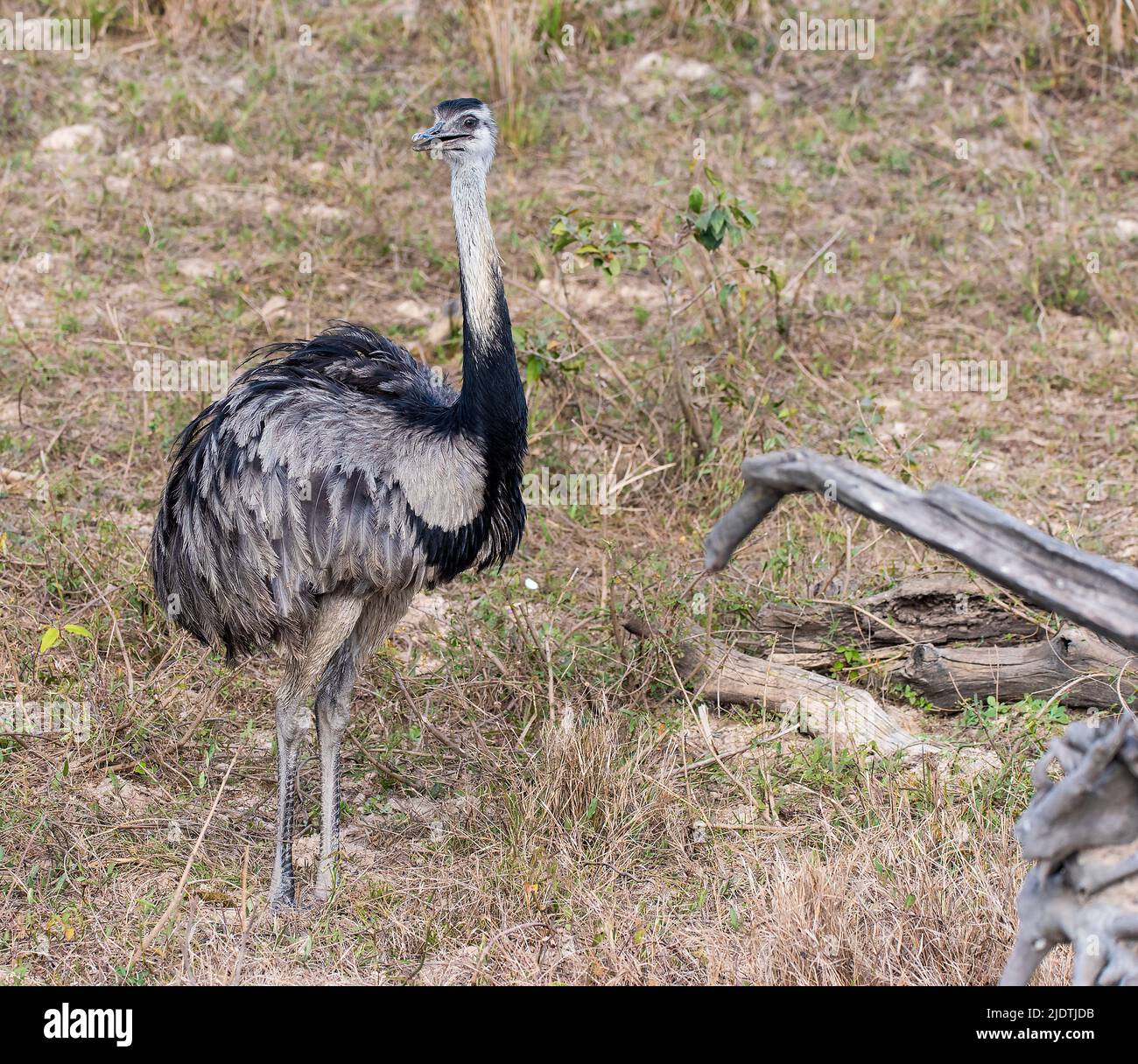 Greater rhea (Rhea americana) from Pantanal, Brazil Stock Photo - Alamy