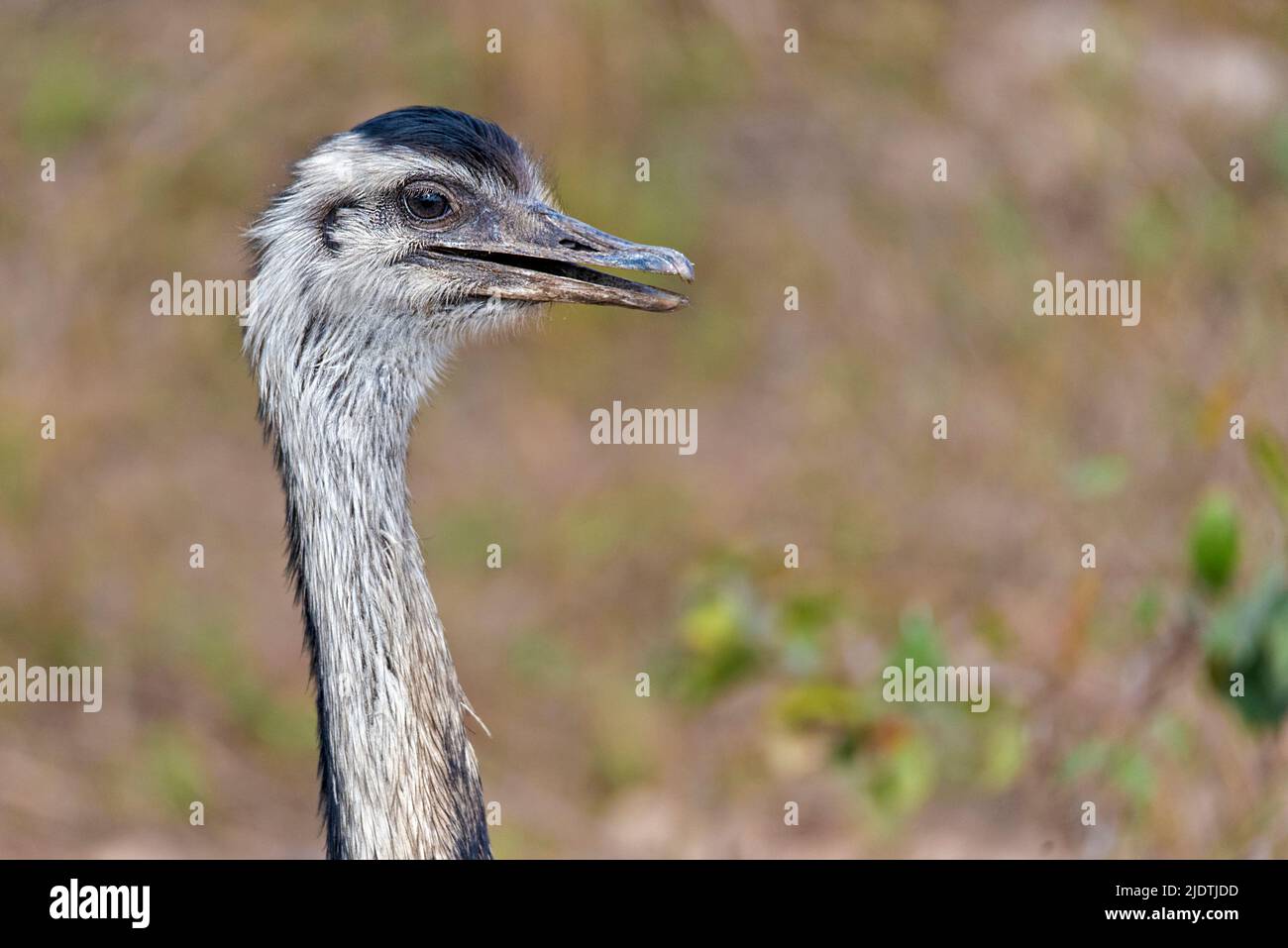 Greater rhea (Rhea americana) from Pantanal, Brazil Stock Photo - Alamy