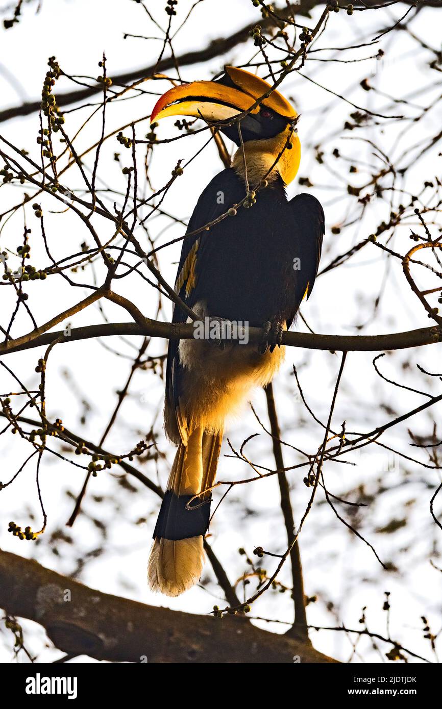 Great Hornbill (Buceros bicornis) from Kaziranga National Park, Assam ...