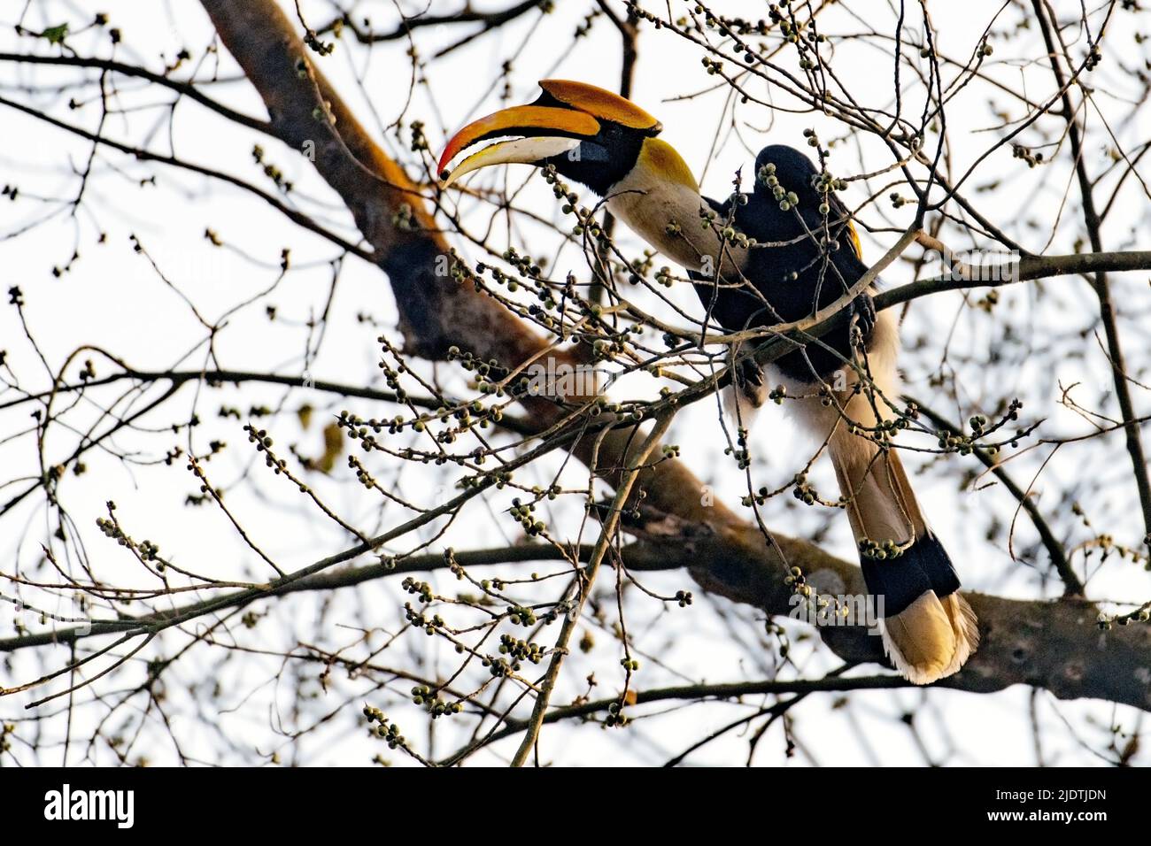 Great Hornbill (Buceros bicornis) feeding on figs in Kaziranga National ...