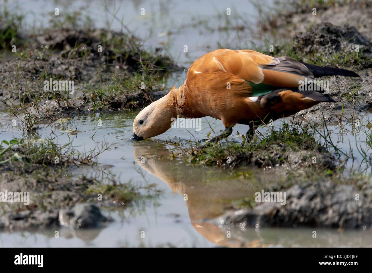 Ruddy shelduck (Tadorna ferruginea) from Kaziranga national Park, Assam ...