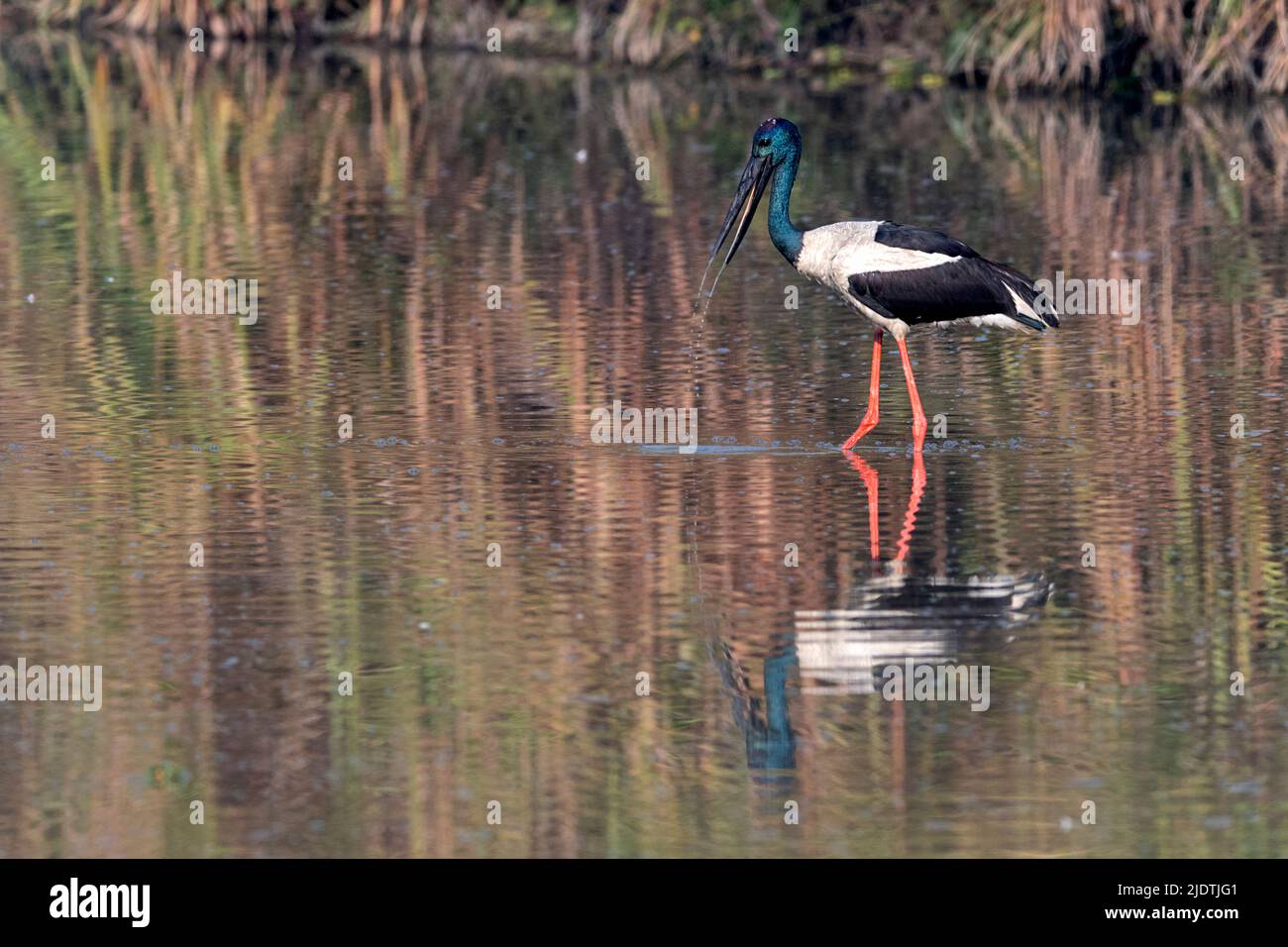 Black-necked stork (Ephippiorhynchus asiaticus) from Kaziranga National ...