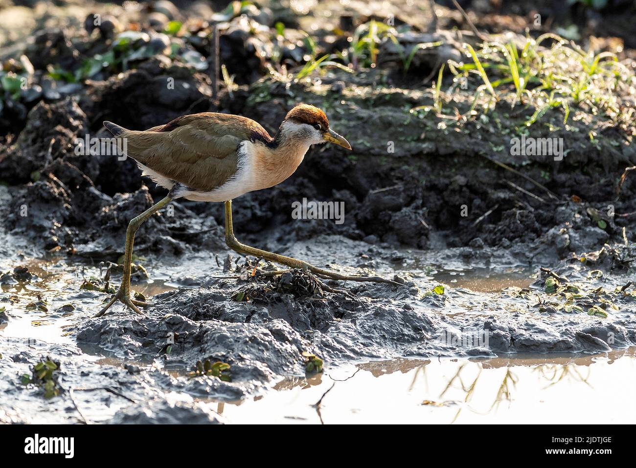 Immature bronze-winged jacana (Metopidius indicus) from Kaziranga ...