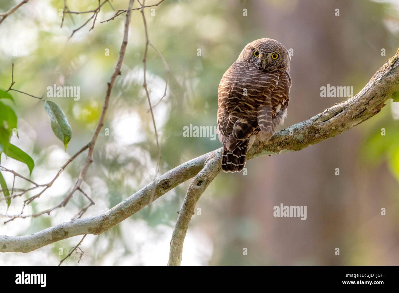 Asian barred owlet (Glaucidium cuculoides) from Kaziranga National Park, Assam, north-east India ...