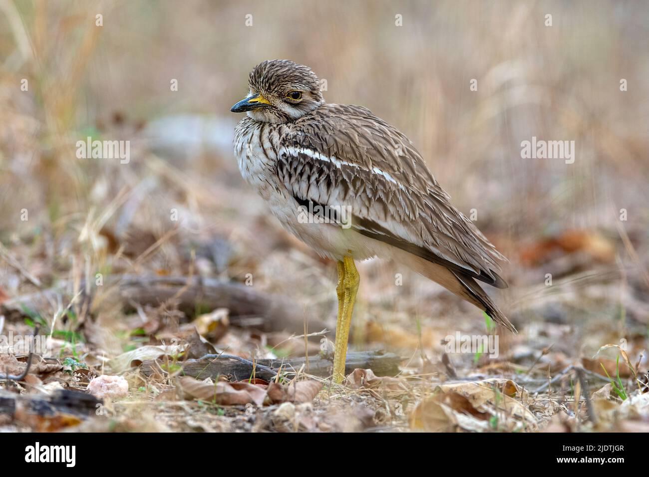 Indian thick-knee (Burhinus indicus) from Pench National Park, Madhya ...