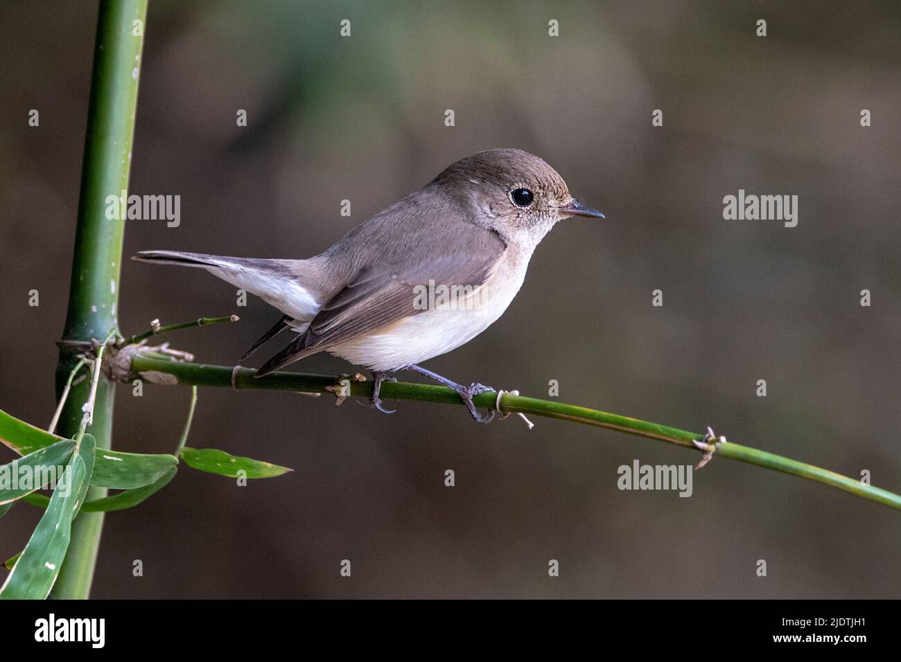 Red-breasted flyecatcher (Ficedula parva, female) from Pench National ...