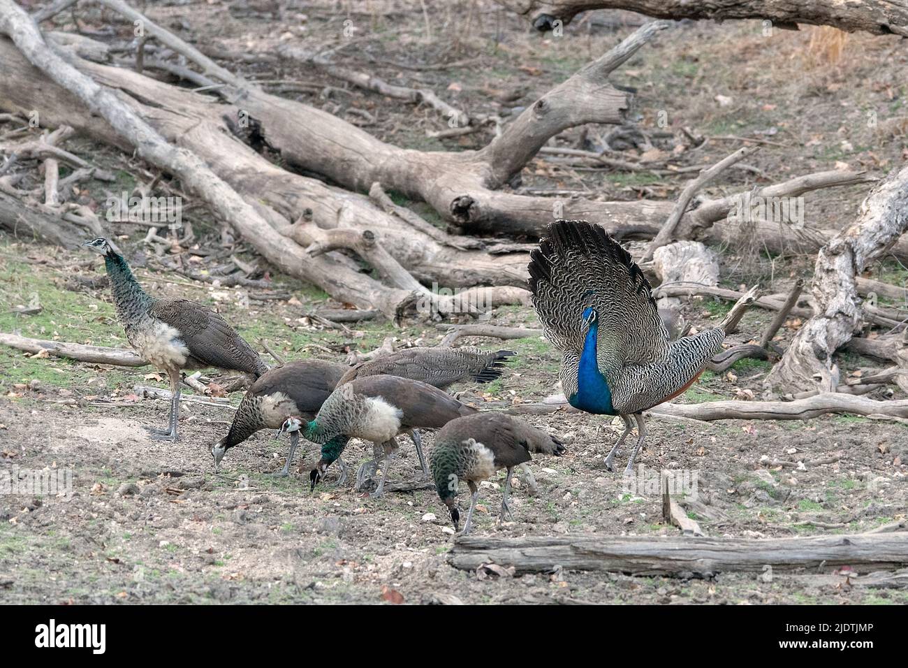 Young male Indian peafowl (Pavo cristatus) displays in front of five ...